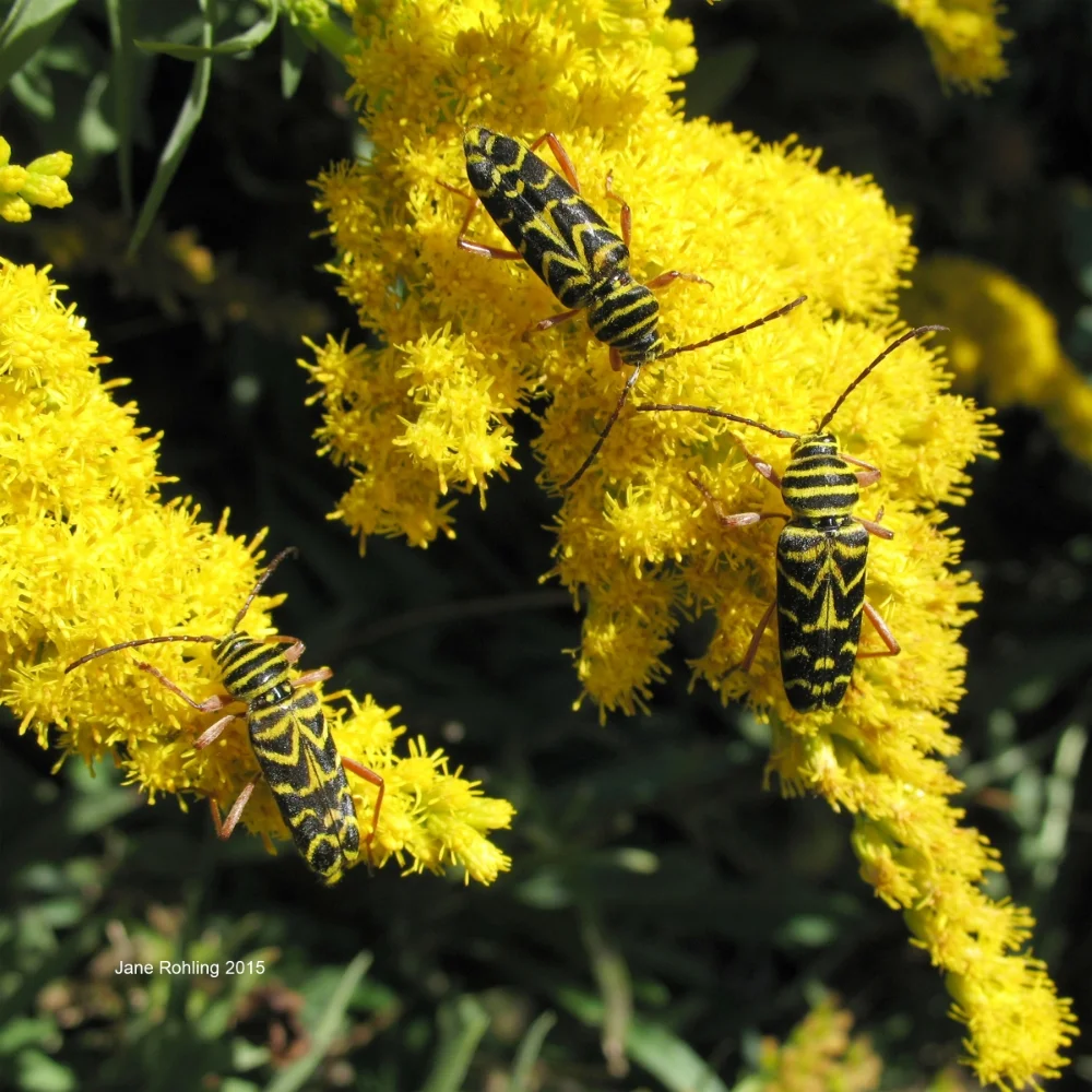 Workshop: Native Pollinators in the City: Gardening for Seattle's Bees ...