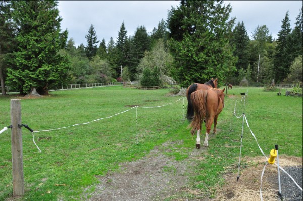 Class: Track Paddocks and Slow Feeders for Horses — Horses for Clean Water
