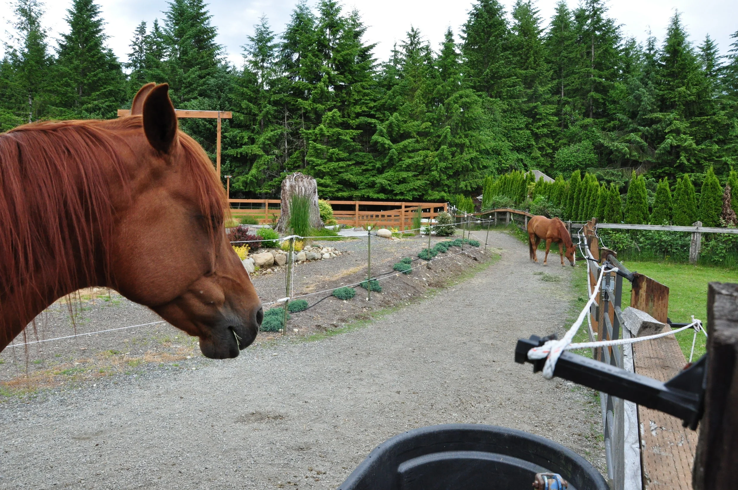 Ulcers, Track Paddocks and Slow Feeders — Horses for Clean Water