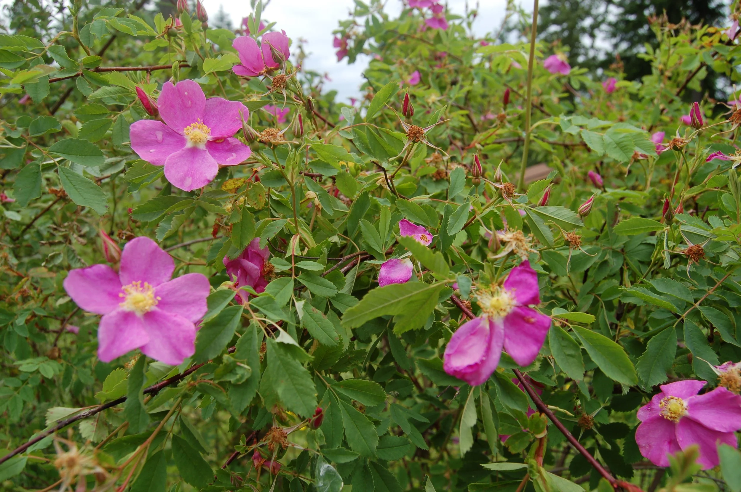 Fall Planting on Horse Properties – Horses for Clean Water