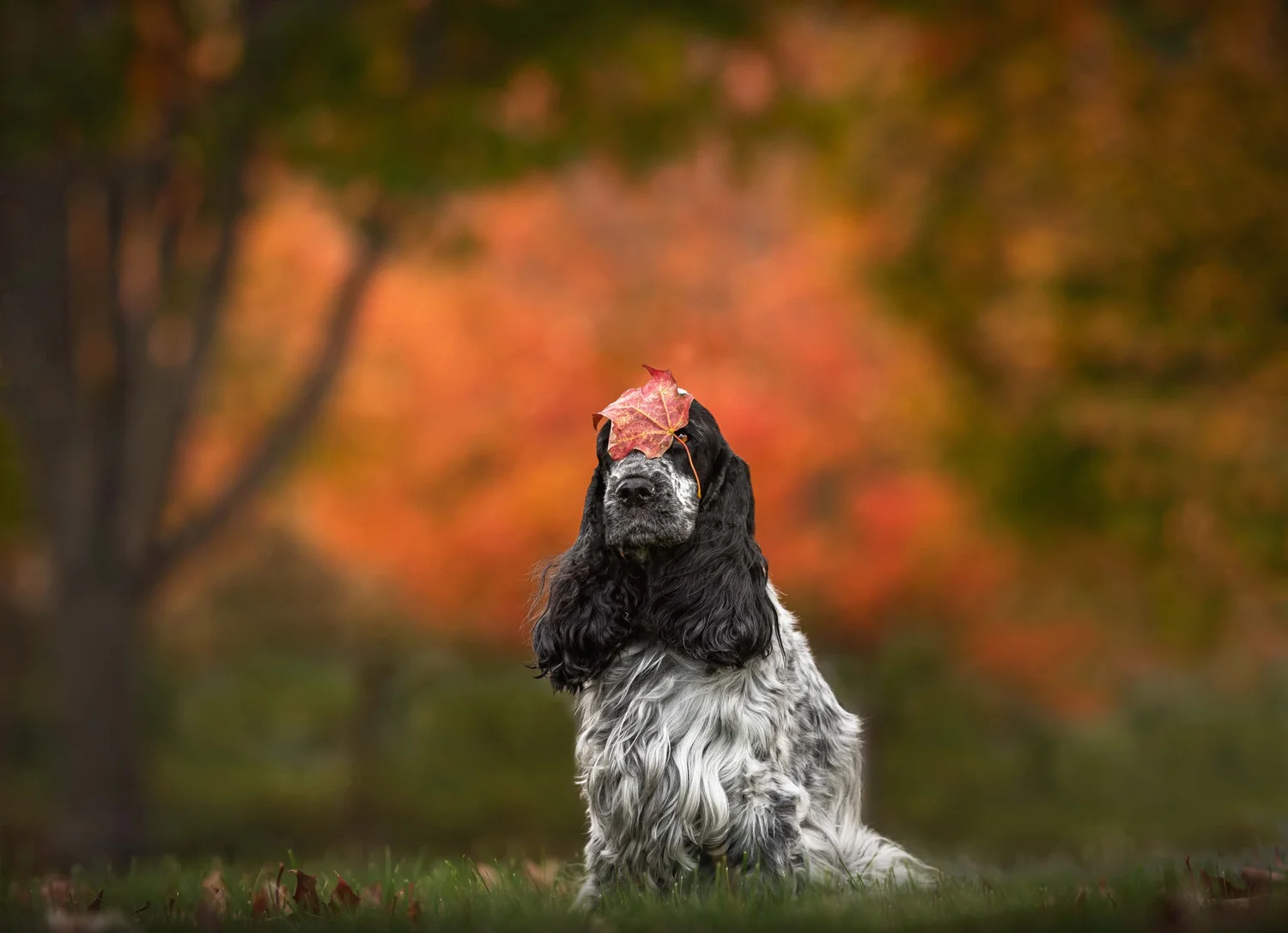 Blog | Maryland Professional Photographer — Clare Ahalt Photography
