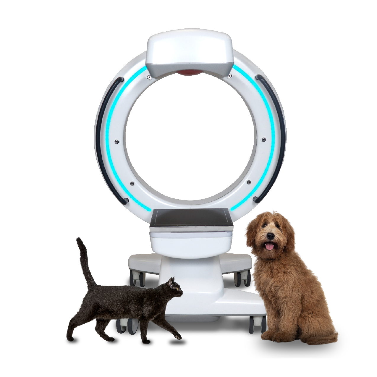 Home - Jefferson Veterinary Hospital, conveniently located in Frederick ...
