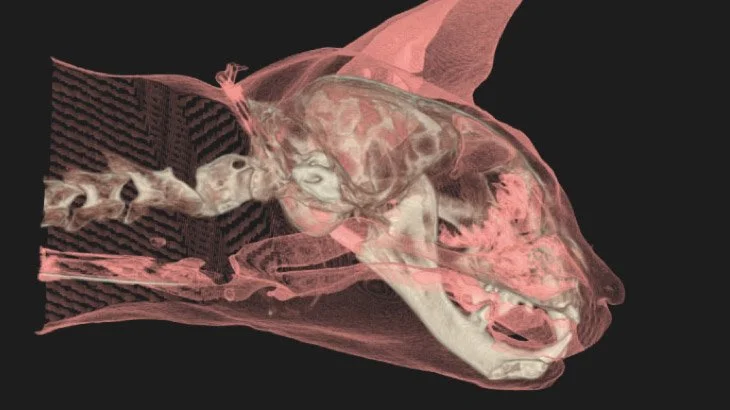 Veterinary CT Scanner — Jefferson Veterinary Hospital