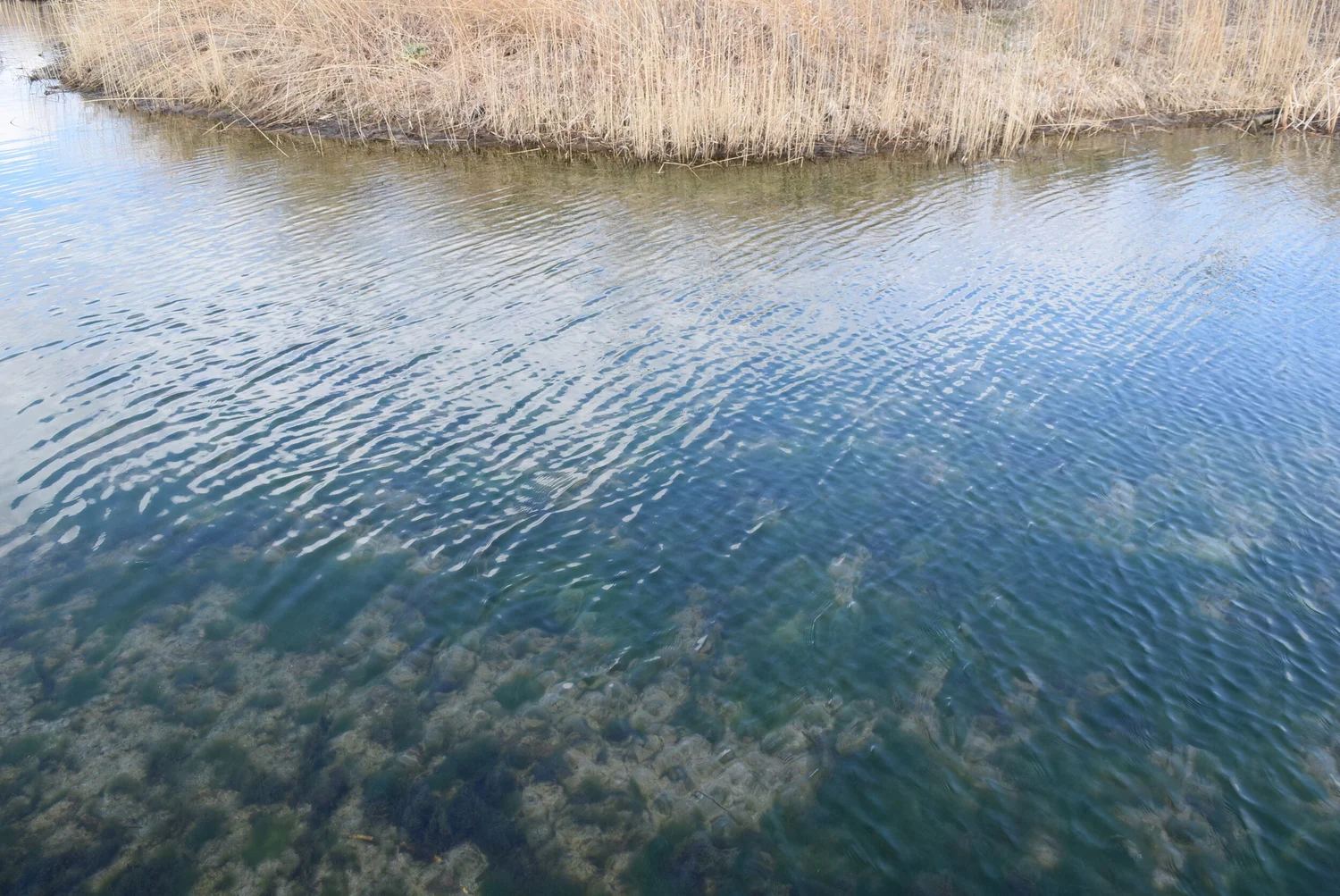 Alice Becker — Bracken