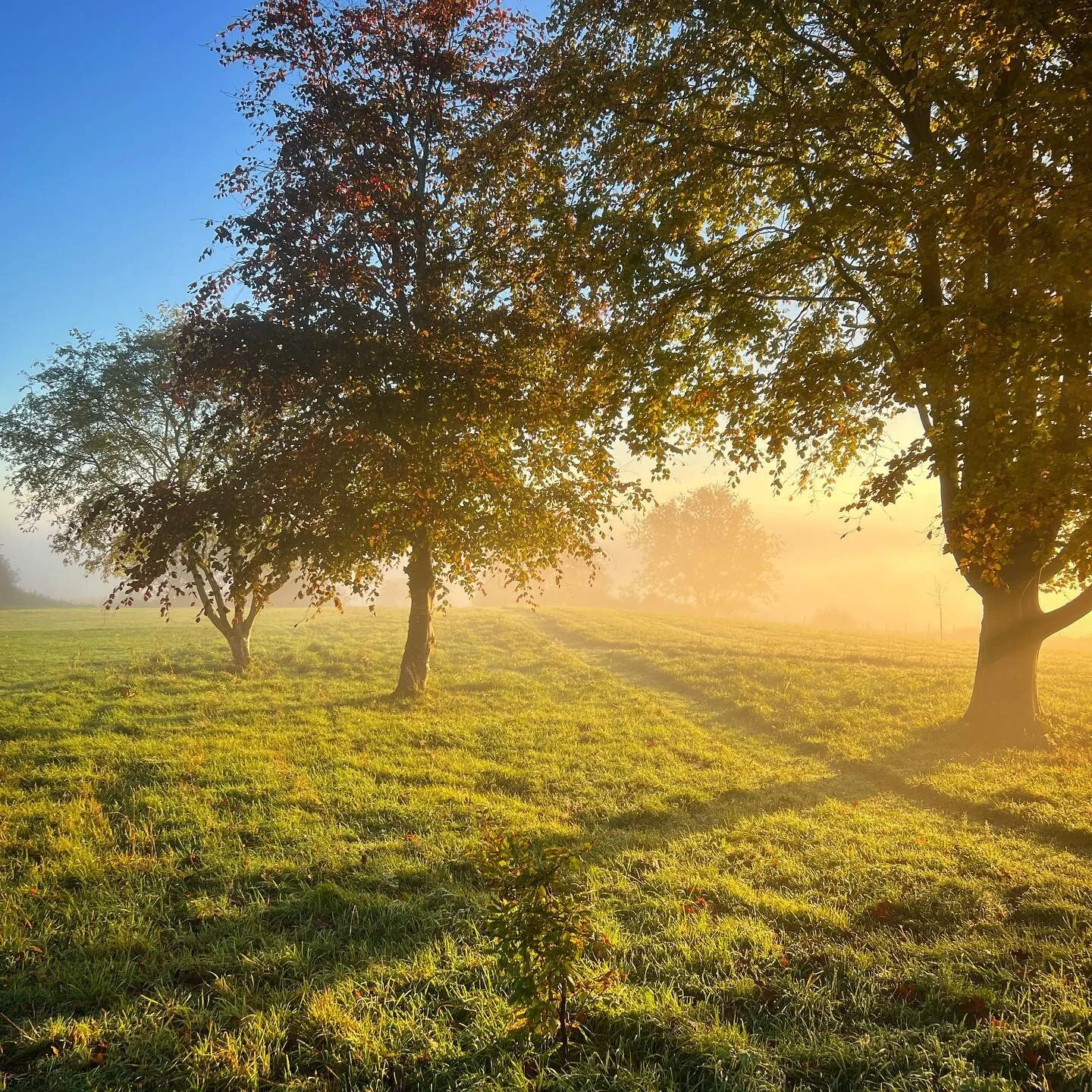 Land studio- Nature led design