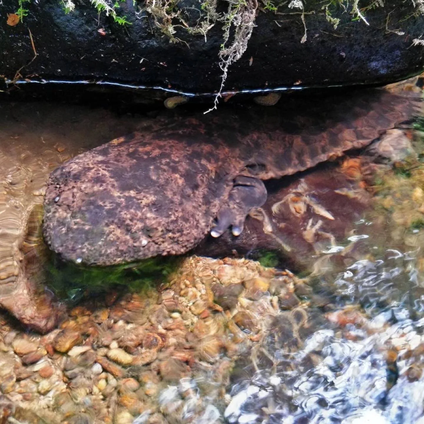 Japanese Giant Salamander Experiences