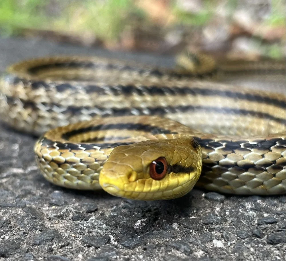 A Special Wildlife and Conservation Tour of Japan