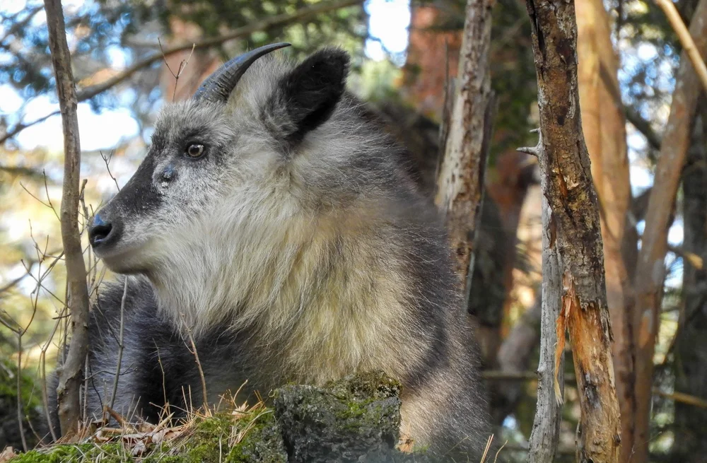 A Special Wildlife and Conservation Tour of Japan