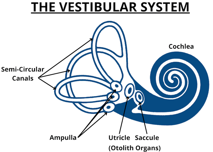 Exercises For Dizziness, Vertigo and Motion Sensitivity - Vestibular ...