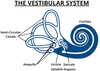 Exercises For Dizziness, Vertigo and Motion Sensitivity - Vestibular ...