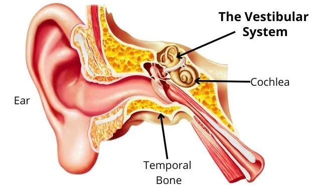 Exercises For Dizziness, Vertigo and Motion Sensitivity - Vestibular ...