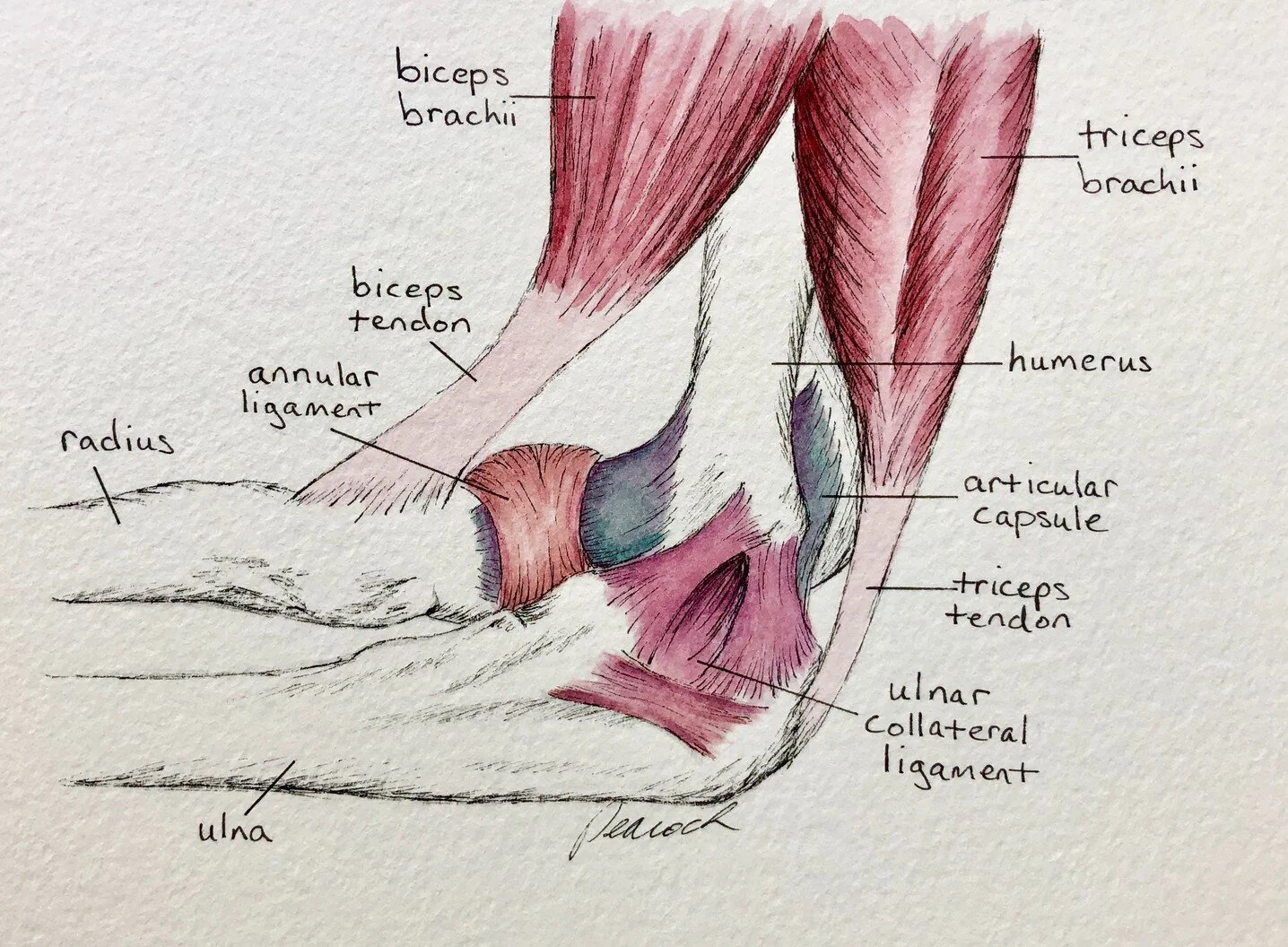 Tendon Vs Ligament Peacock Bodyworks Of West Austin TX