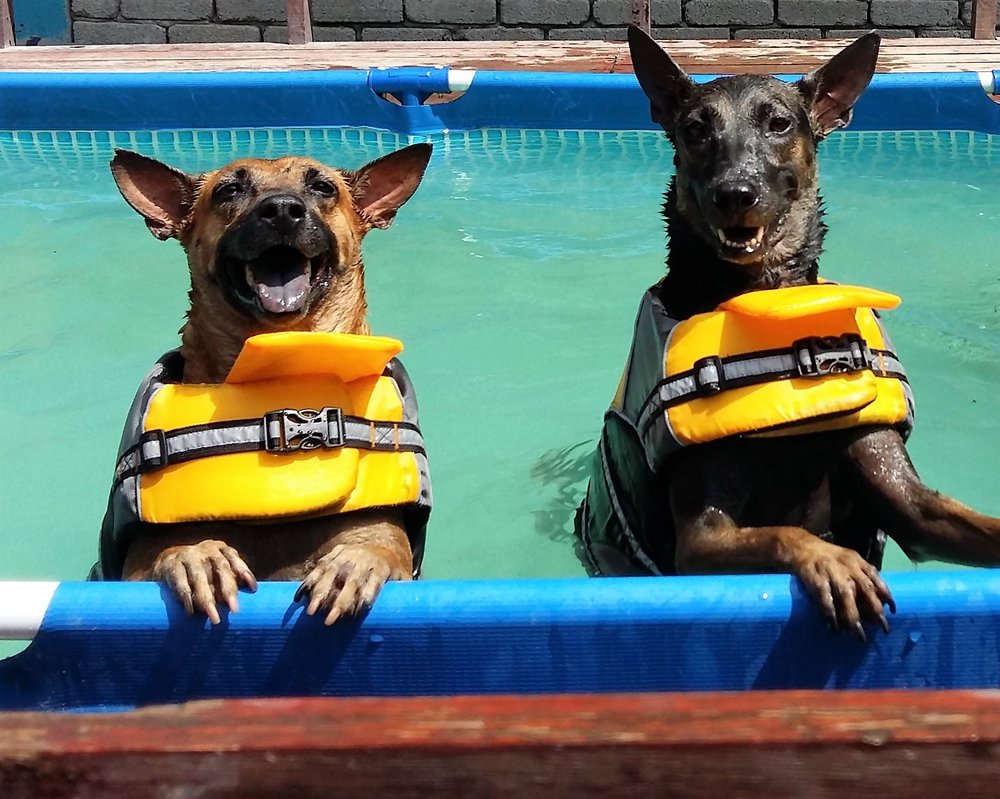 Boarding — KL Pooch Resort and Rescue