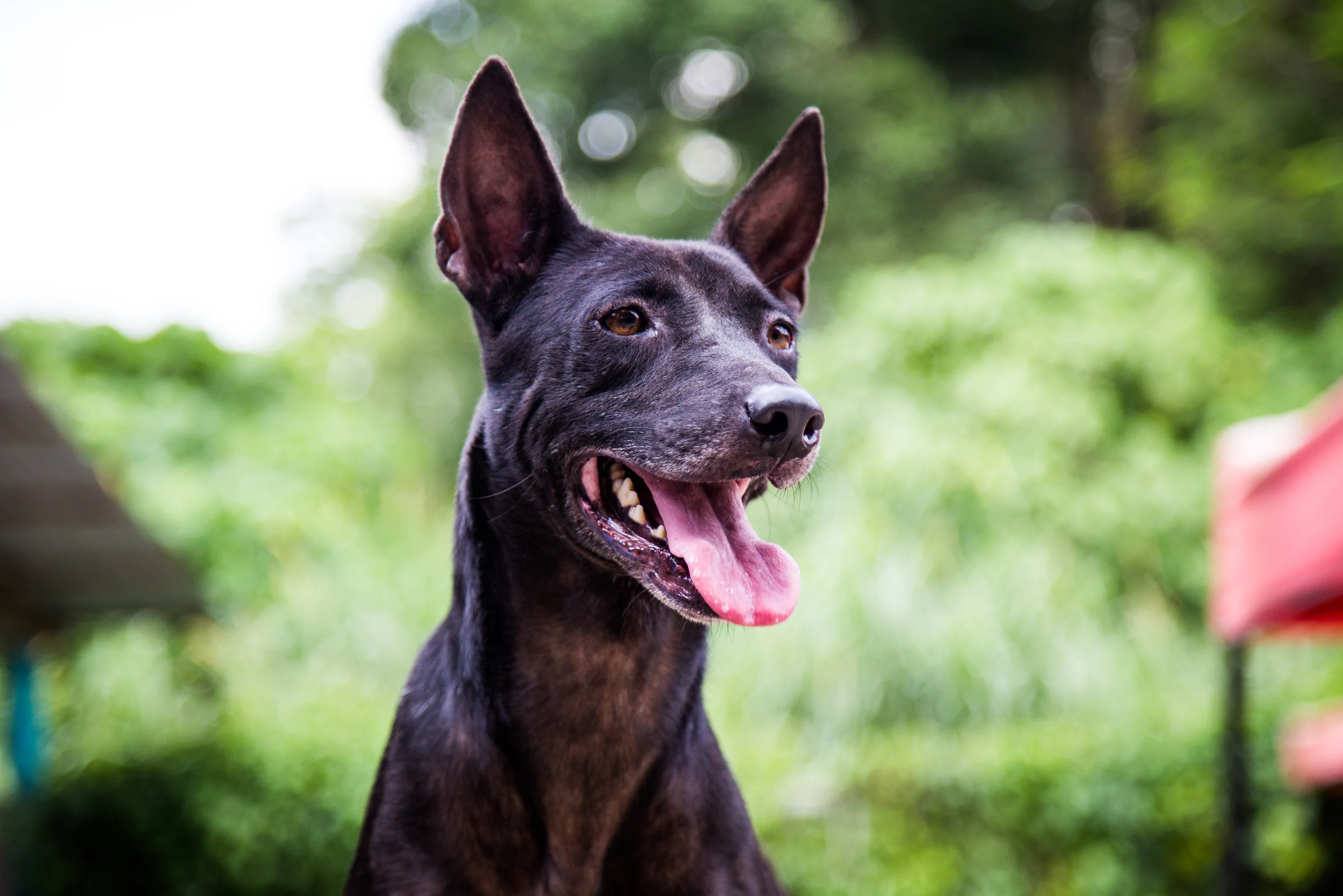 KL Pooch Resort and Rescue