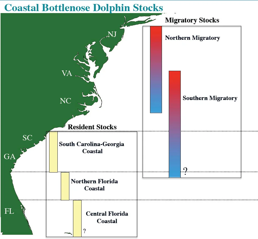 Research — Potomac-Chesapeake Dolphin Project