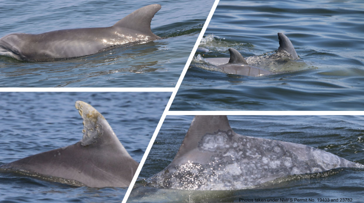 Research — Potomac-Chesapeake Dolphin Project