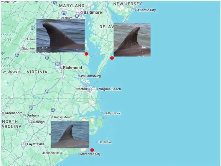 Research — Potomac-Chesapeake Dolphin Project