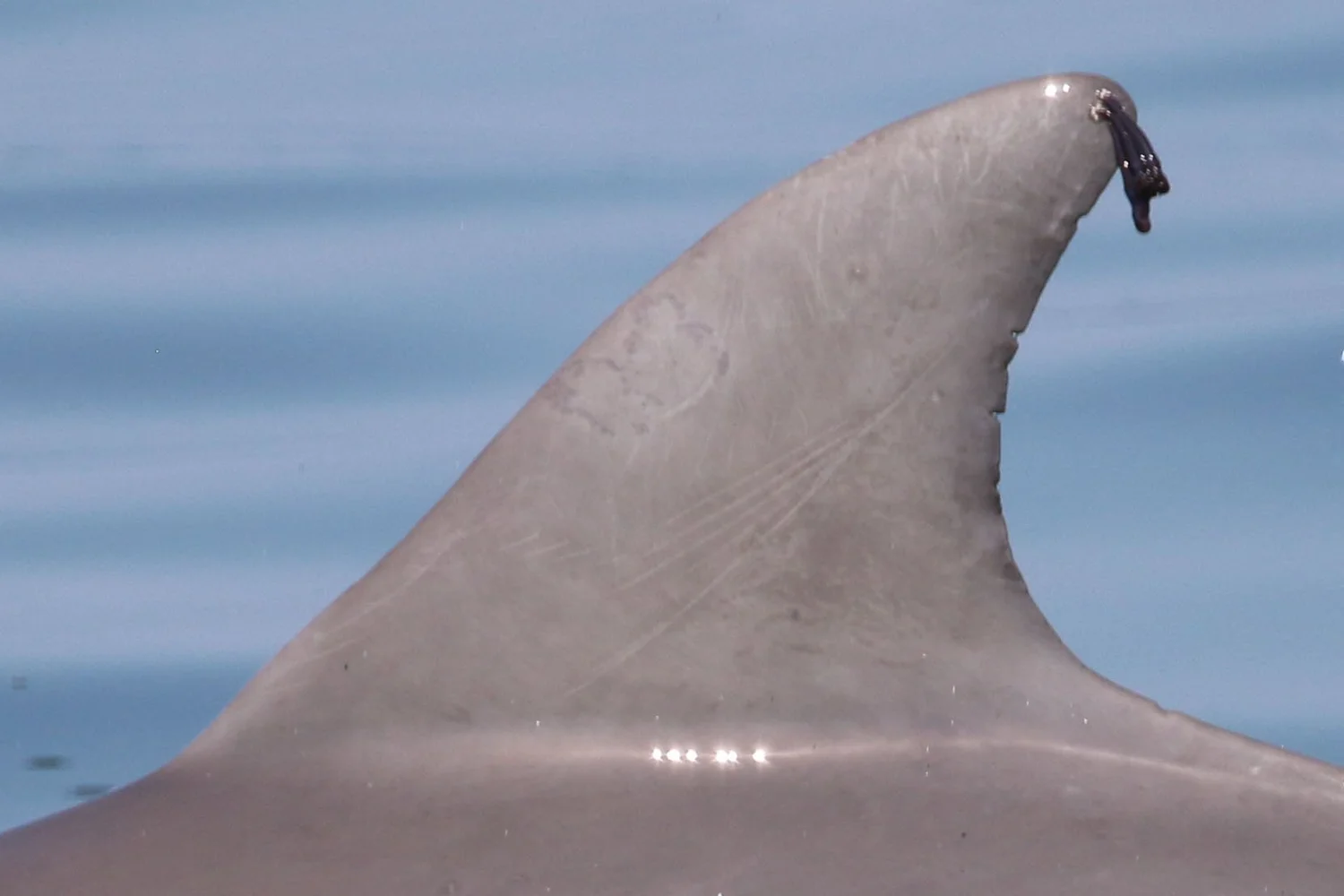 Research — Potomac-Chesapeake Dolphin Project