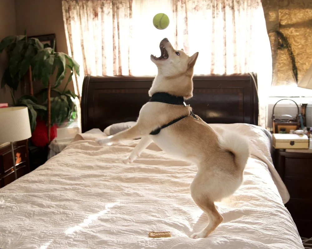 Meet a VC Intern: Jason Tiangco — Visual Communications