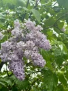 How to Preserve and Use Your Spring Flowers - All Year Long