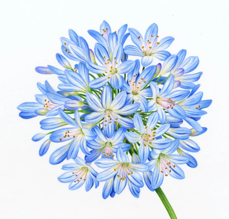 Agapanthus Drawing