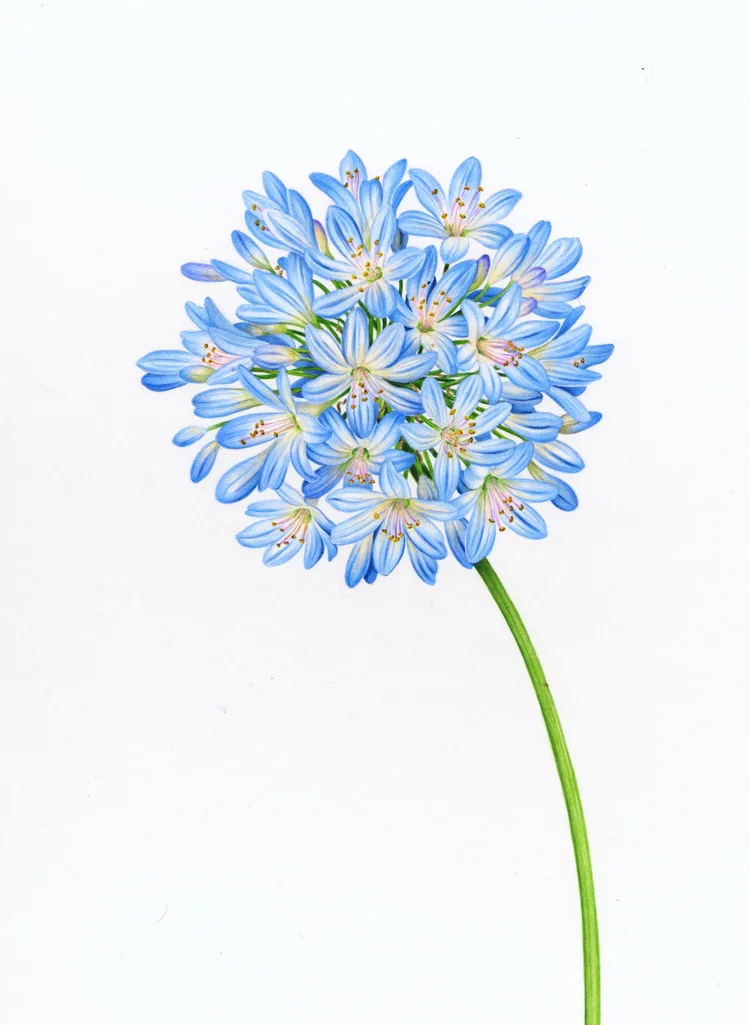 Agapanthus Flower Drawing