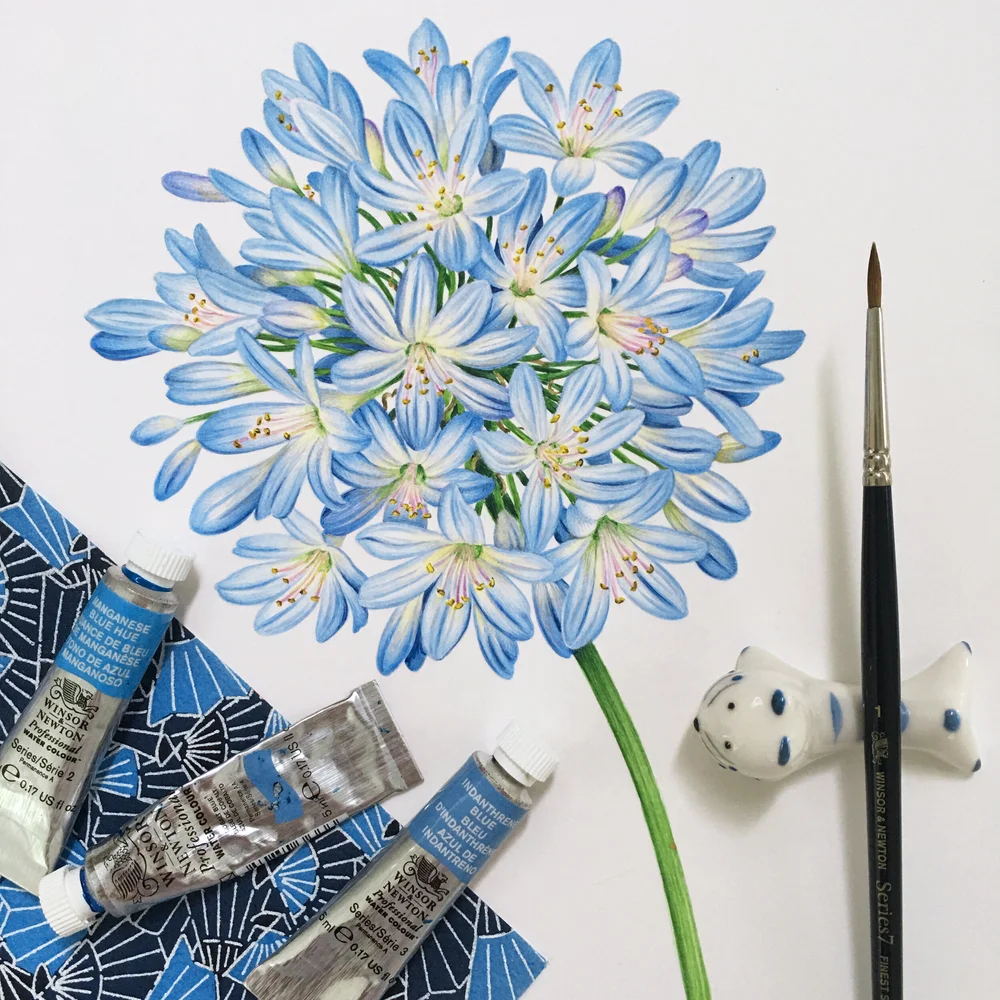 Agapanthus Painting
