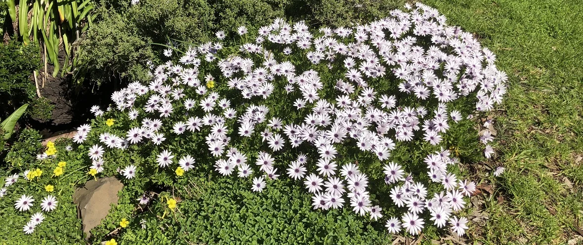 Trailing African Daisy In Zone 9 Climate | [+] African Daissy Blog