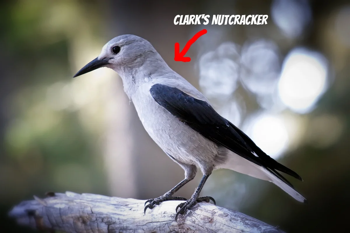 Will a Clark’s nutcracker ever have trouble finding the iPad? — Kevin Kurtz