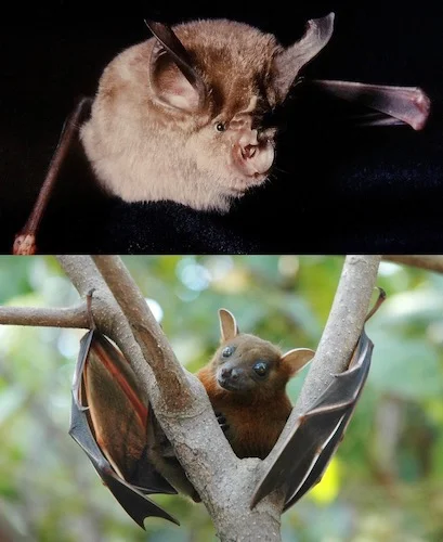 How do bats use echolocation to catch bugs? — Kevin Kurtz