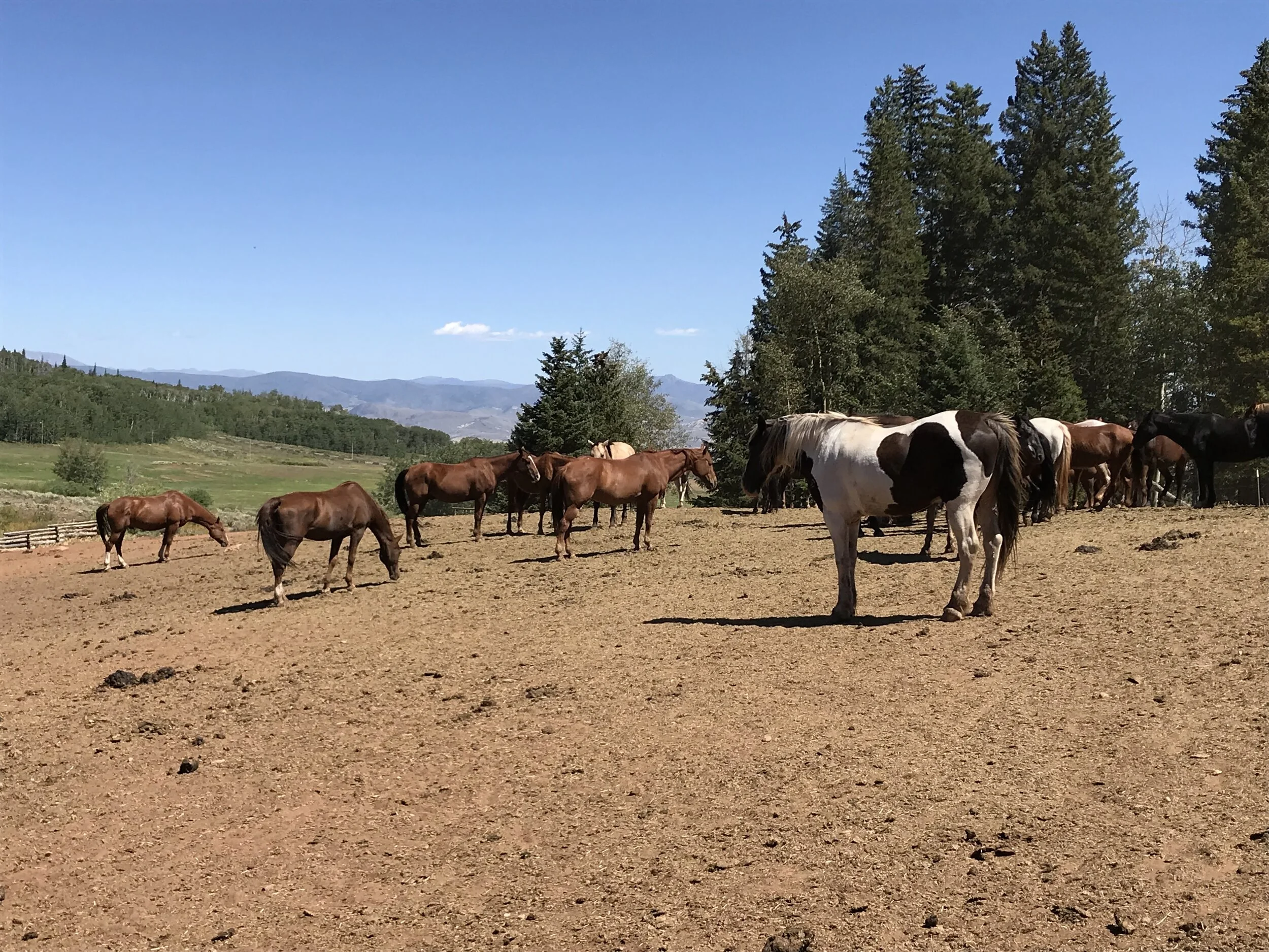 4 Things I Learned at a Dude Ranch — Modern Mississauga Media