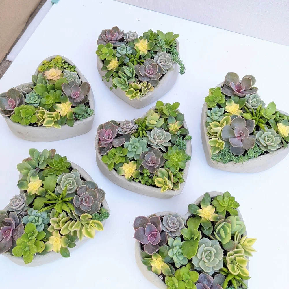 Toronto Flower Market