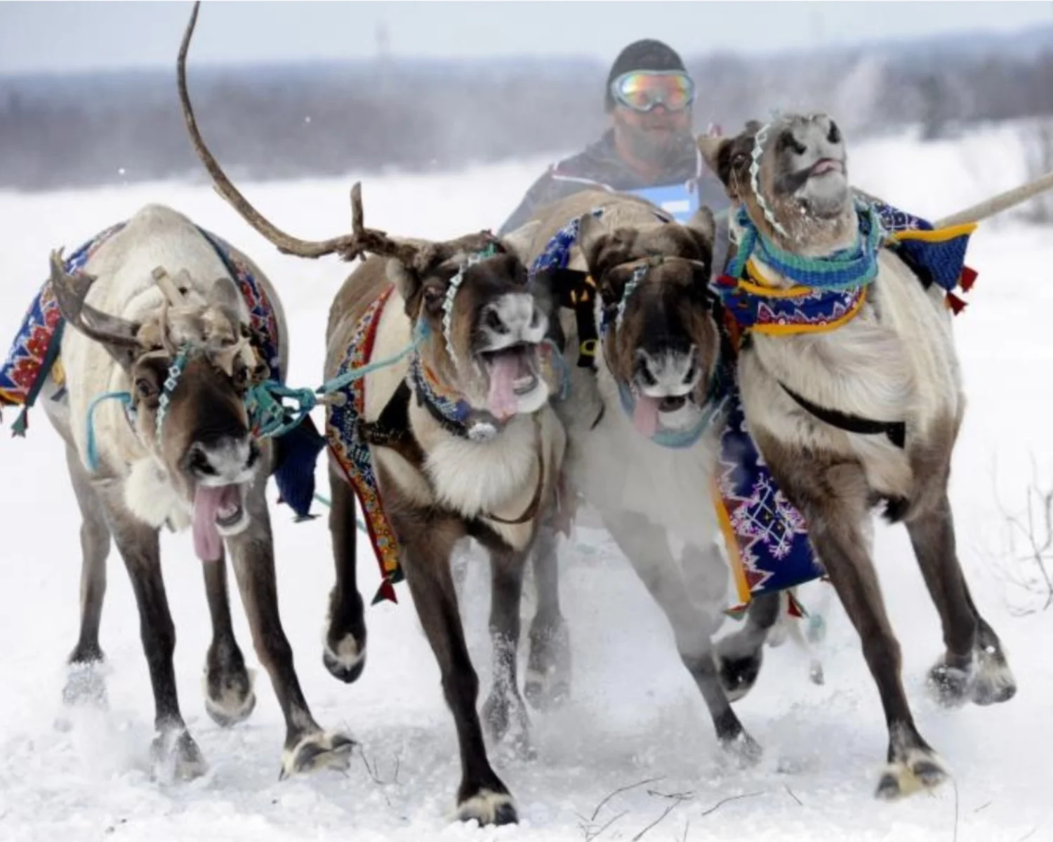 REINDEER — Skijor International