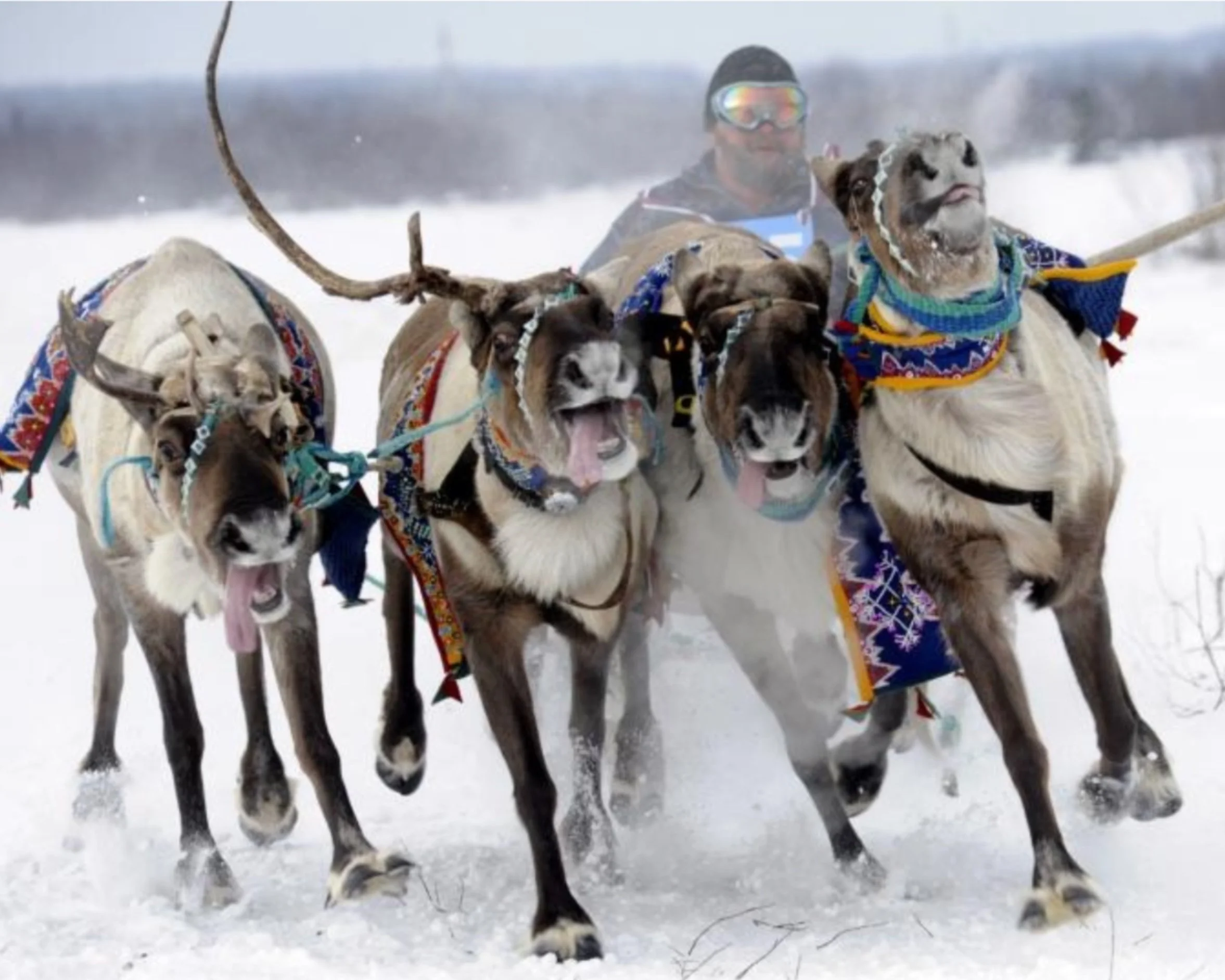 REINDEER — Skijor International