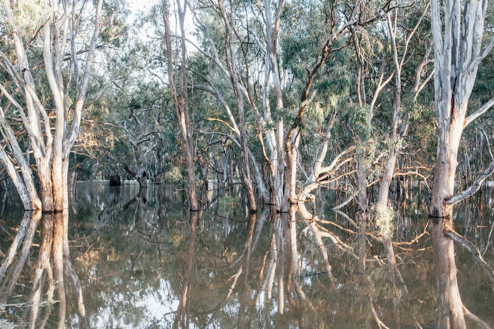 The Mallee Collection