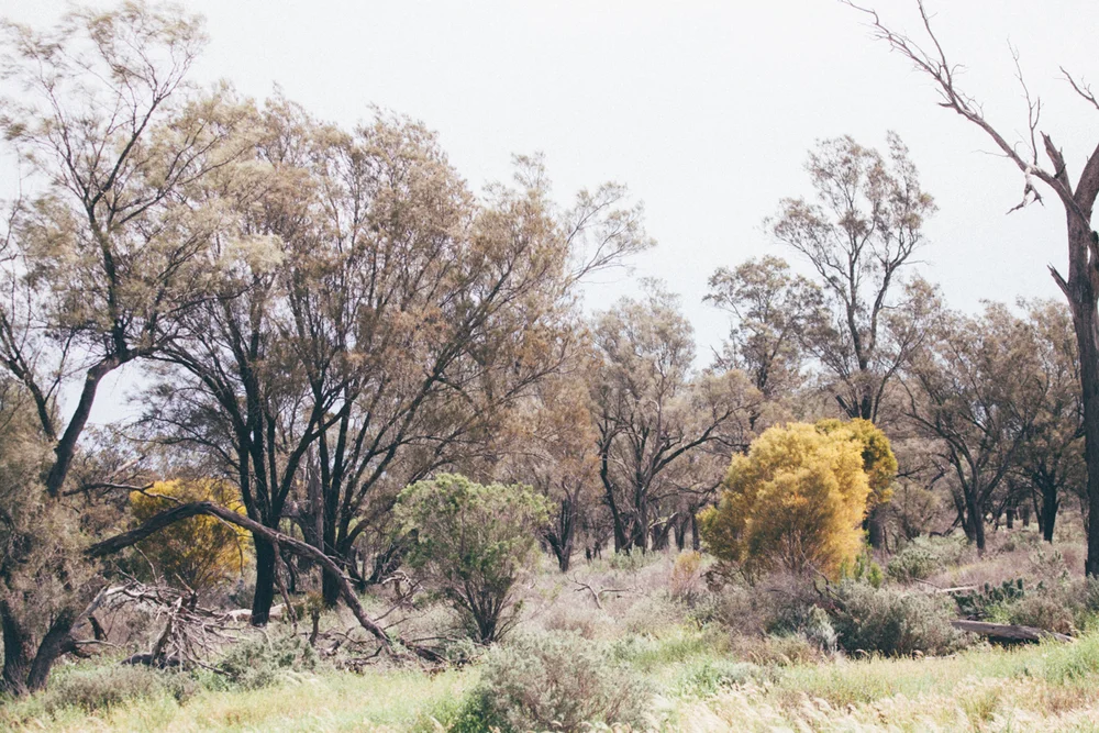 The Mallee Collection