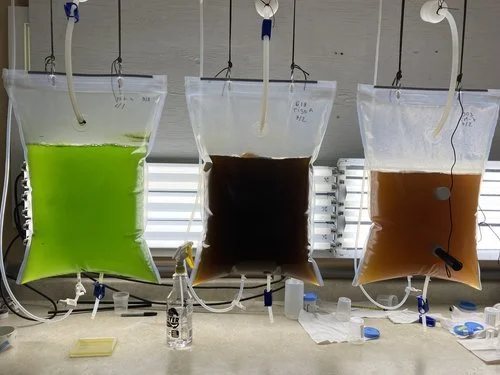Innovating Algae Cultivation for Sustainability: About — PureBiomass Inc