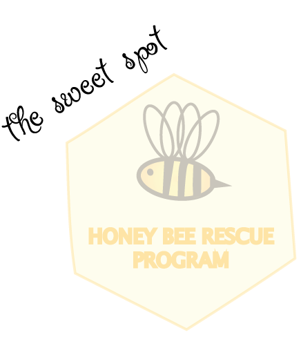 Busy Bees NJ | Pure and Natural Local Honey | A Honey Bee Rescue Company