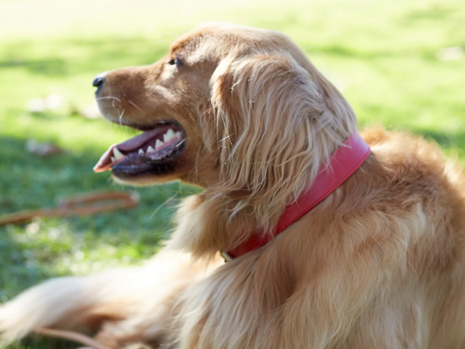 Coronado - Tan and Red Leather Dog Collar | Available For Dogs Of All ...