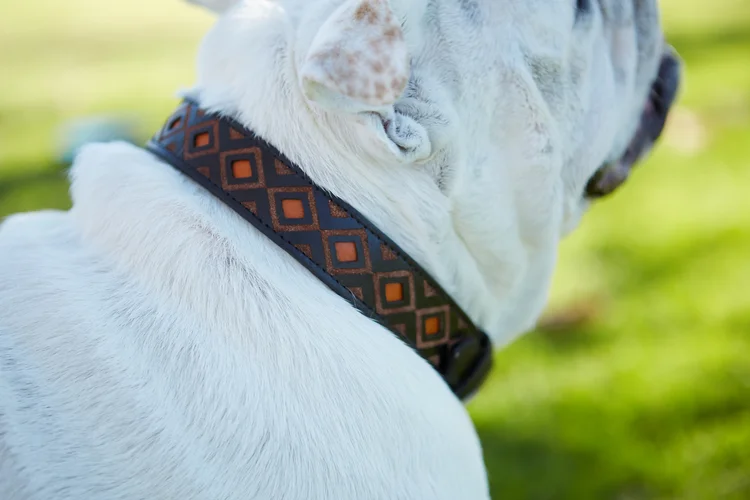 Pipeline - Hand Tooled Leather Dog Collar | Durable Tan/Turquoise ...