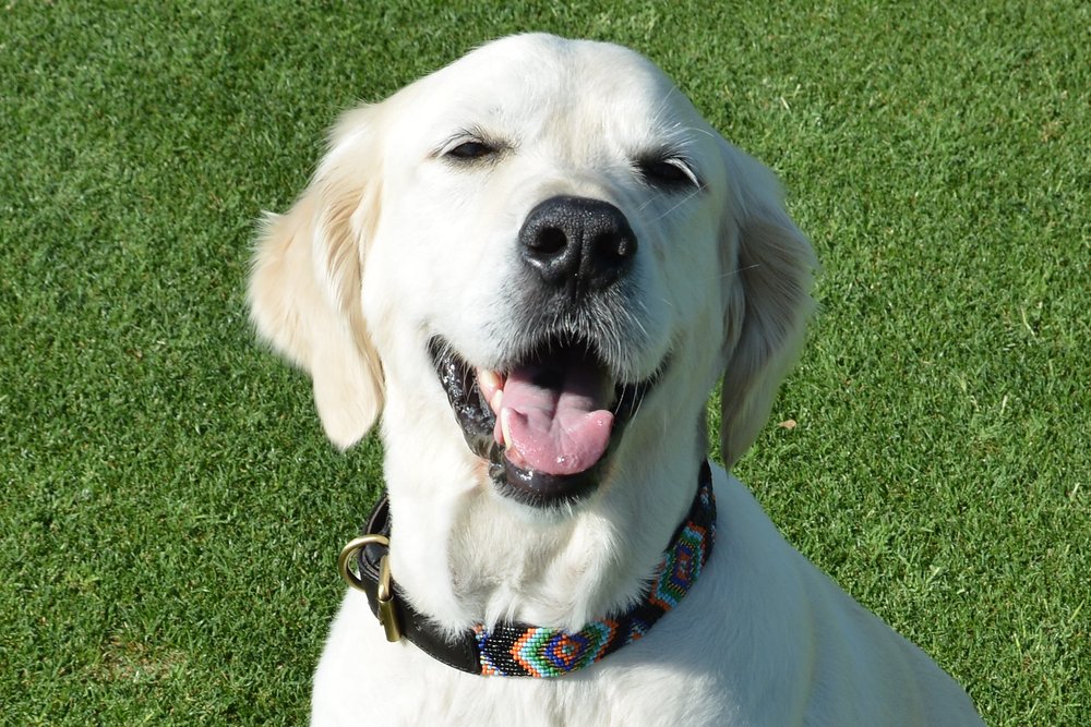 Dreamland - Hand-Beaded Leather Dog Collar | Rainbow Of Colors ...