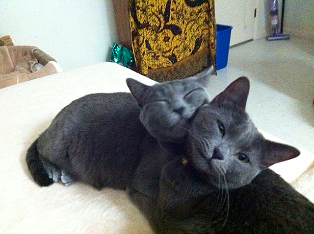 Community Animals — AnimalSave