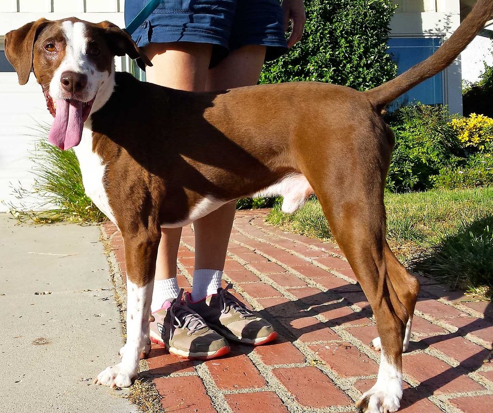 Community Animals — AnimalSave