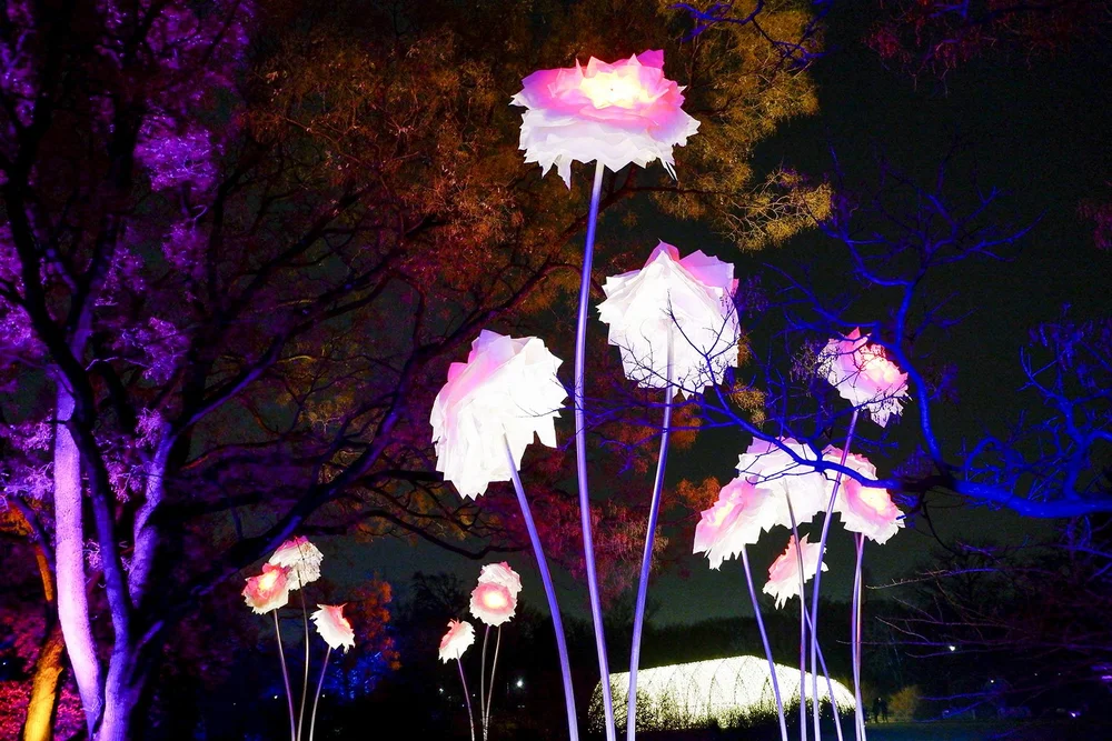 Review of Lightscape at Brooklyn Botanic Garden — Distill Creative