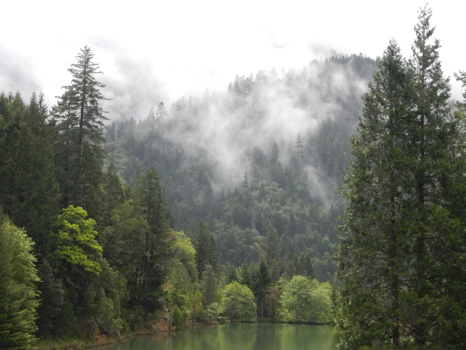 Mountain Forest Tumblr