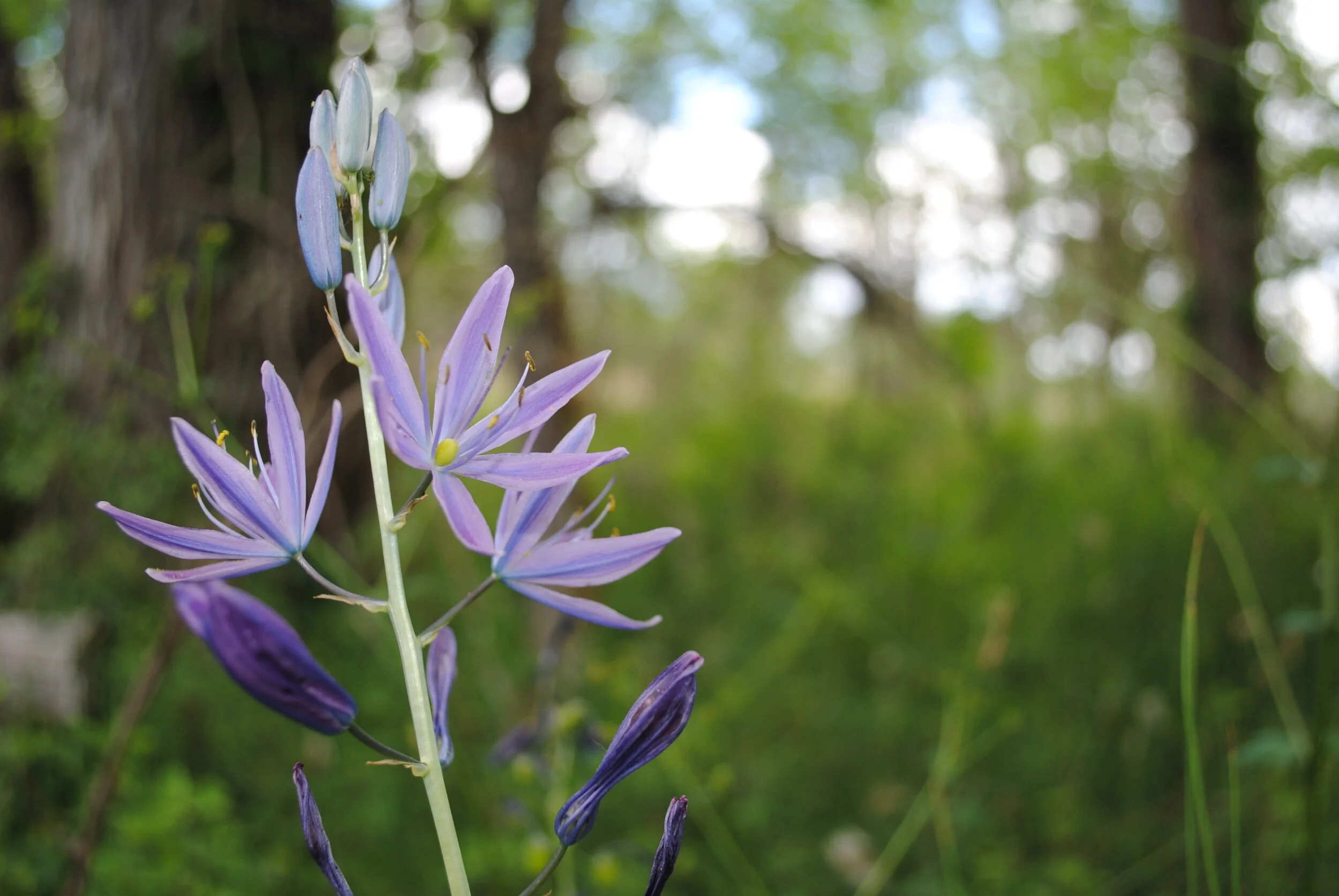 RRP Habitats Characteristic Species