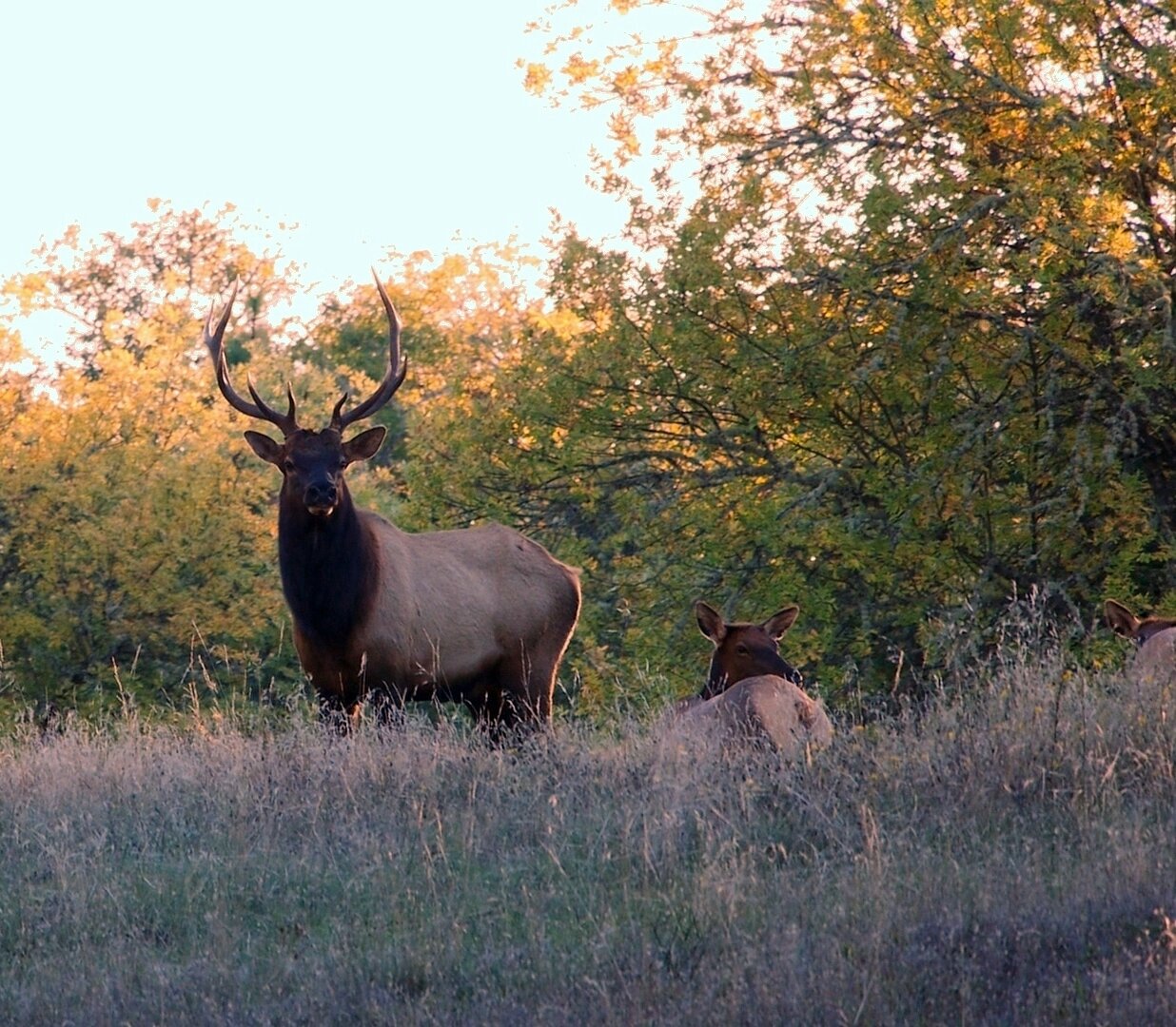 RRP Habitats Characteristic Species