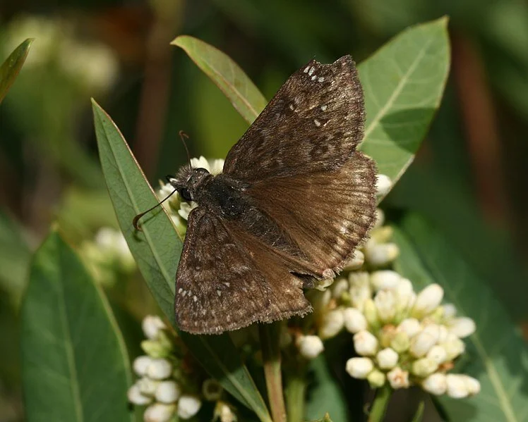 Oak Woodland Mosaic Characteristic Species