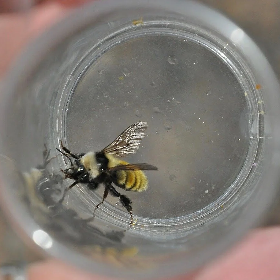 For the Love of Bumble Bees