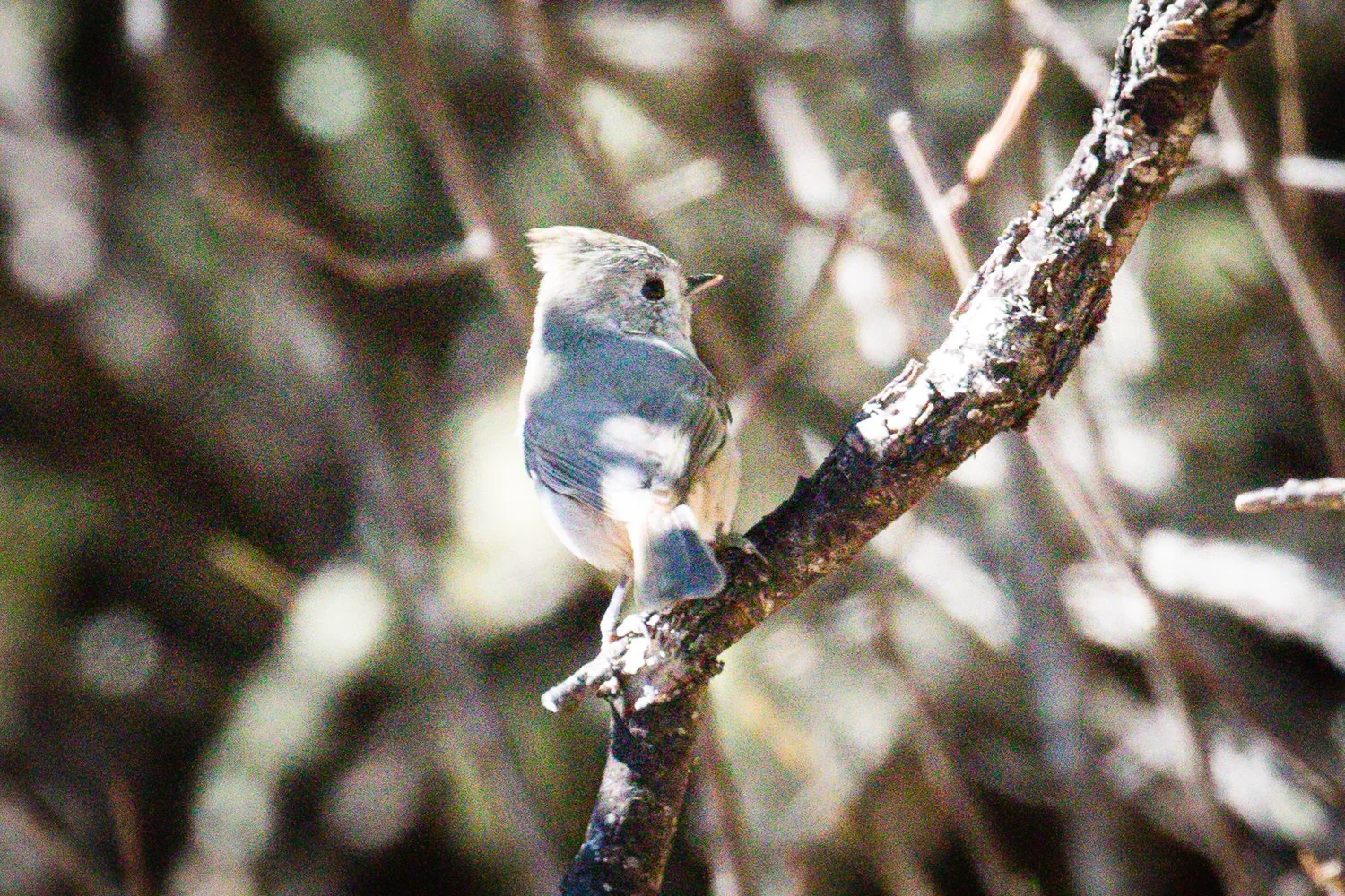 PHOTOS & RECAP: 2021 Member Picnic & Annual Meeting